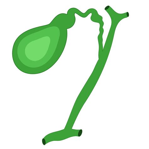Gall Bladder Vector Medical Content 438775 Templatemonster