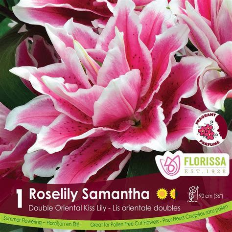Preorder Lily ‘roselily Samantha Bulbs Amsterdam Garden Centre