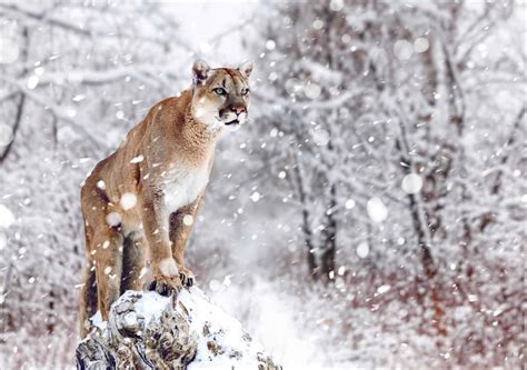 Mountain Lion Animal Pictures A Z Animals
