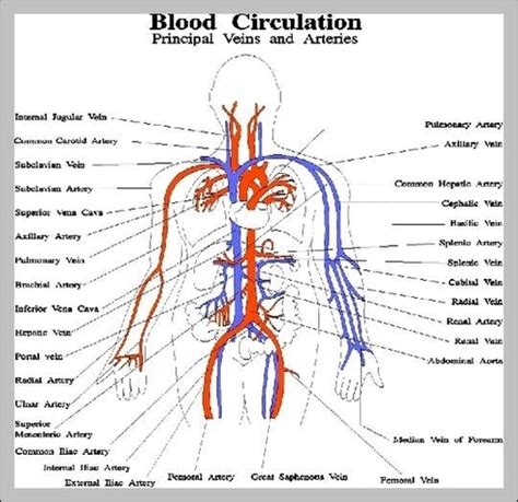 Vascular
