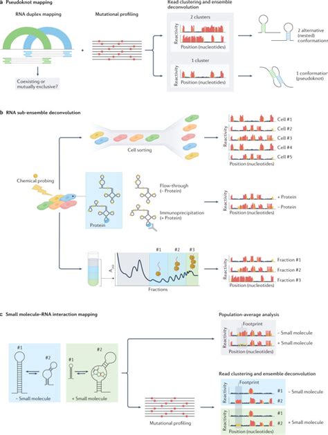 Probing The Dynamic Rna Structurome And Its Functions Pmc