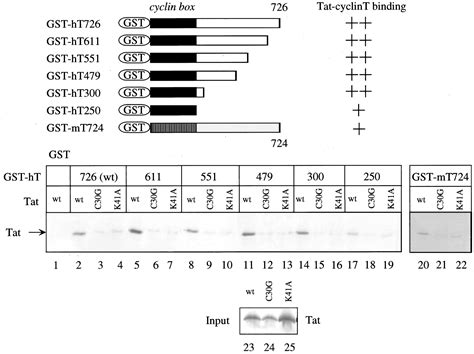 Interactions Between Human Cyclin T Tat And The Transactivation