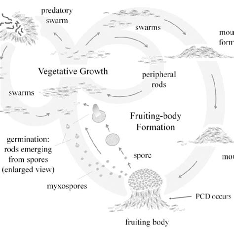 1 Myxococcus Xanthus Life Cycle After Paz Y Miño C And Espinosa 2018 Download Scientific