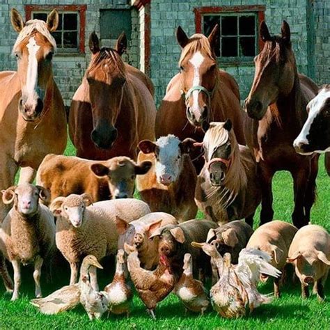 Хөдөө аж ахуйн тоног төхөөрөмж болон төрөл бүрийн бараа Ulaanbaatar