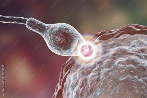 Fertilization Of Human Egg Cell By Spermatozoan 3d Illustration Stock Illustration Adobe Stock