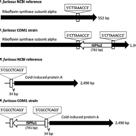 Difference In Gc Skew Strength Between Eubacteria And Archaea Download Scientific Diagram