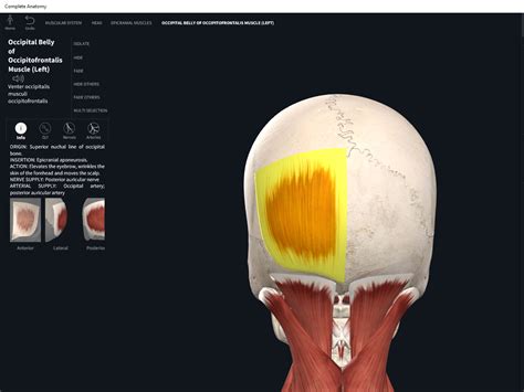 Muscles Occipitofrontalis Anatomy And Physiology