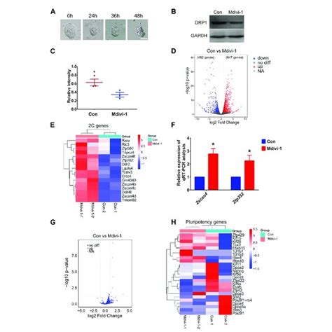 Schematic Diagram Of Rna Seq Data Analysis Go Enrichment Analysis Of