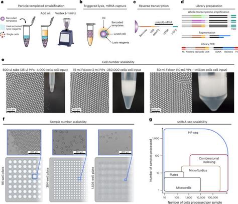 Microfluidics Free Single Cell Genomics With Templated Emulsification … Grace Skylstad
