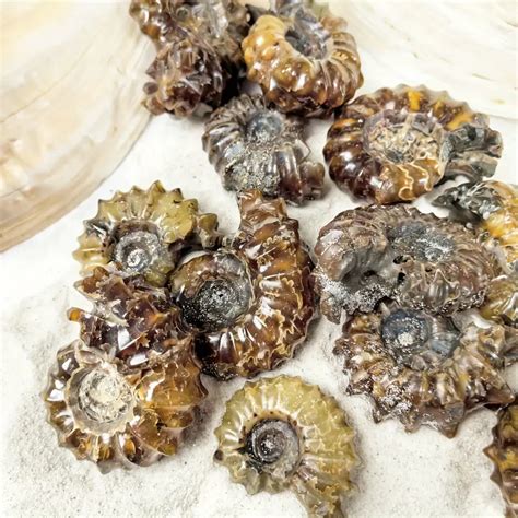 1pc 천연 달팽이 눈옥 석 14세 이상을 위한 교육용 지질 표본 조각 공예 재료 및 독특한 가정 장식 액센 Temu