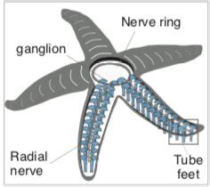 Starfish Nervous System Diagram