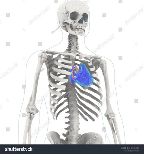 Crista Terminalis Heart Inner Part Anatomy Stock Illustration