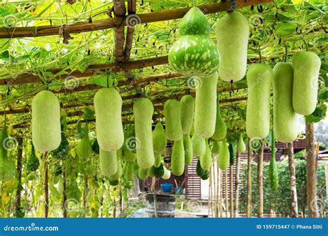 Bottle Gourd Creeper Plant