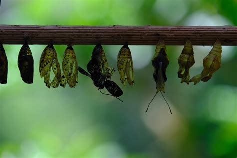 La Métamorphose Intérieure Fondement Des Grandes Transformations De Vie