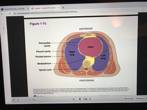 Body Cavities And Subdivisions Flashcards Quizlet
