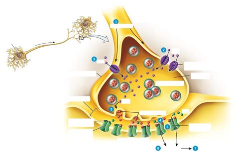 Hths 1111 Module 11 Ob 19 Diagram Quizlet