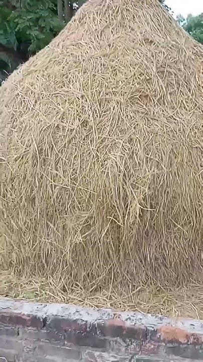 কতো বড় খেরের পালা।৷ Bangla Youtubeshorts Viralvideo Youtube