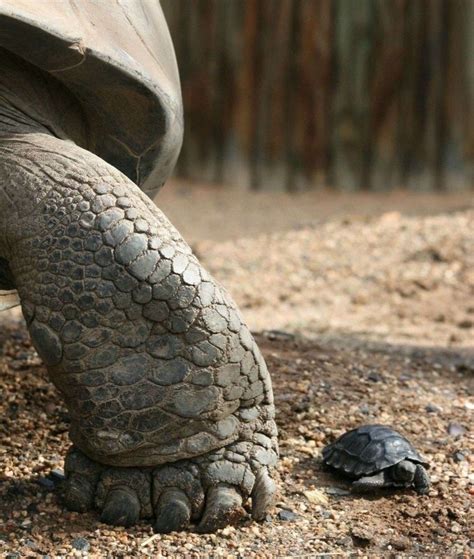 Galapagos Tortoise And Her Cub Photo Mandy Quayle R Themartianvideo