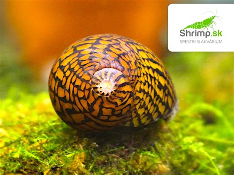 Slimák Neritina Tiger