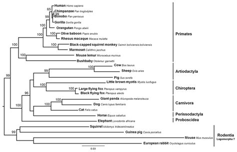 Maximum Likelihood Ml Phylogenetic Tree Of Rig I Gene Used For