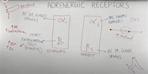 28 Adrenergic And Cholinergic Synapses And Their Receptor Flashcards Quizlet