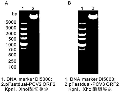 Bivalent Subunit Vaccine As Well As Preparation Method And Application Thereof Eureka Patsnap
