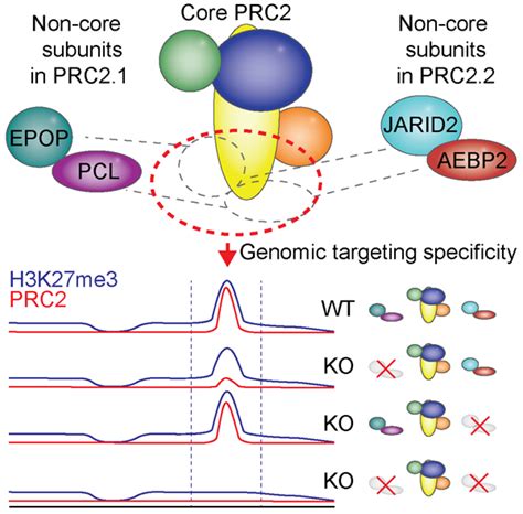 Non Core Subunits Of The Prc2 Complex Are Collectively Required For Its