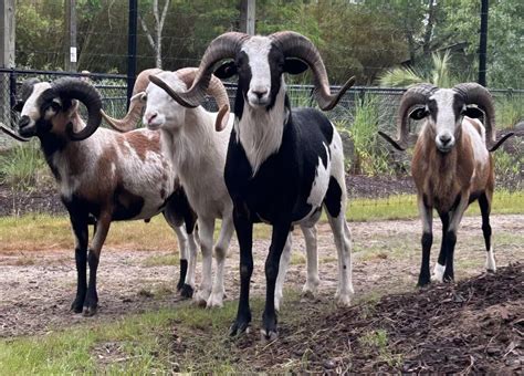 Alligator Adventure Getwild At Alligatoradventure With One Of The Worlds Rarest