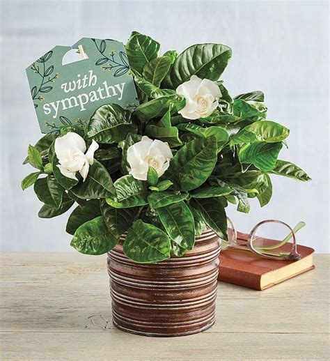 Sympathy Flowers And Plant Delivery 2025 Harry And David