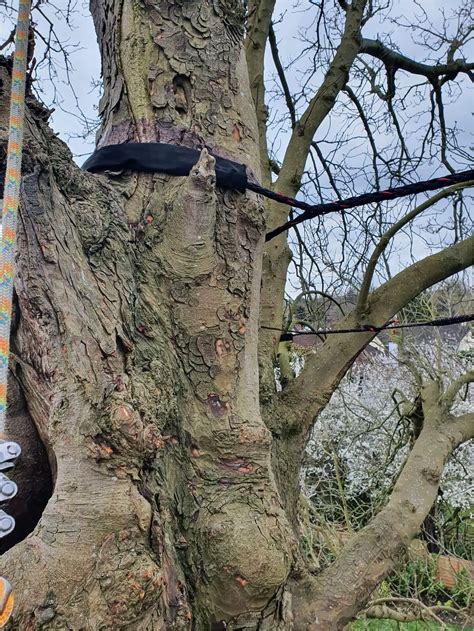 Expert Tree Bracing And Cabling In Surrey