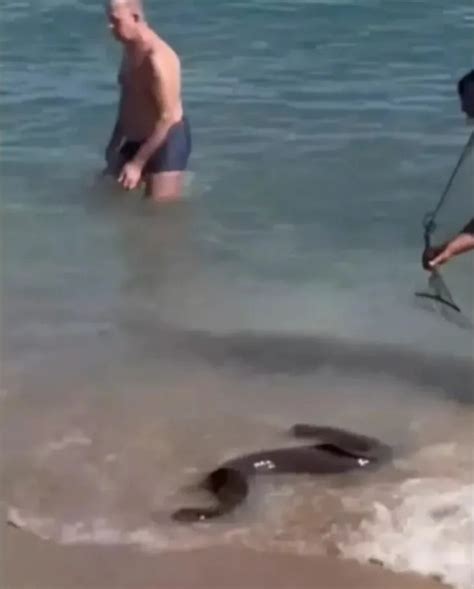 Tourist Hospitalised After Being Attacked By Huge Eel On Brit Holiday
