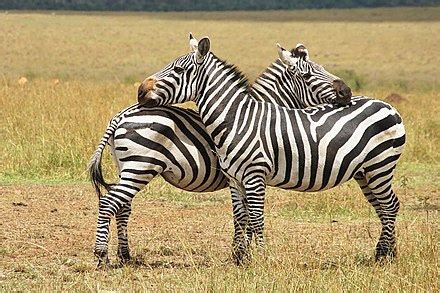 Plains Zebra Wikipedia
