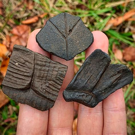 Fossil Turtle Shell Group Deal Pleistocene Of Florida Paleocris