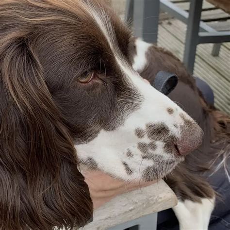 Say Hello To Ruby The Cocker Spaniel English Purina Uk