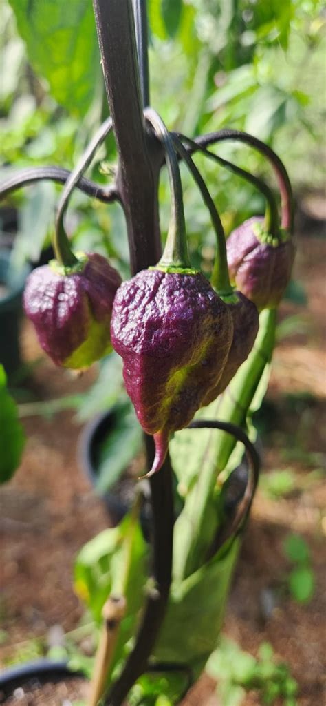 Both Bbg Dream X S Rhotpeppers