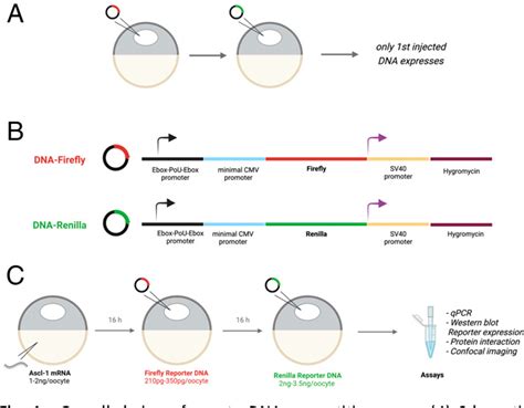 Figure 1 From Dna Induced Spatial Entrapment Of General Transcription