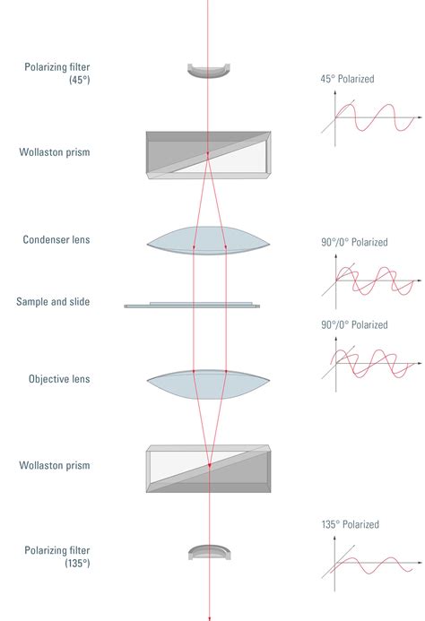 Differential Interference Contrast Microscopy Differential