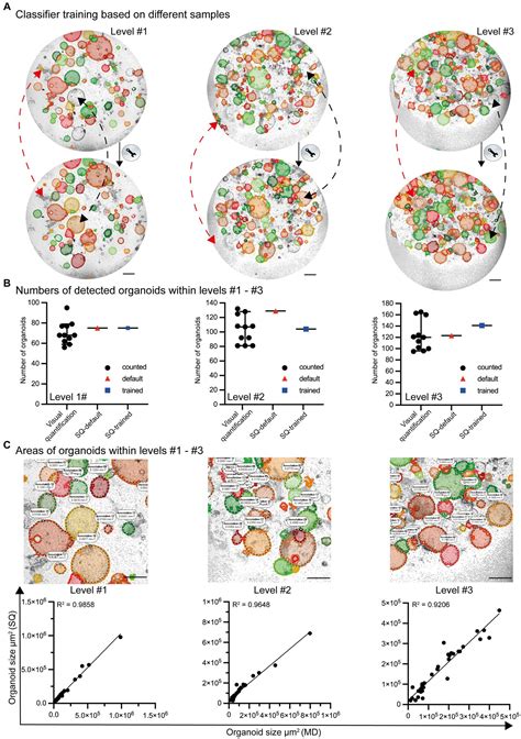 Frontiers Analysis Of Organoid And Immune Cell Co Cultures By Machine Learning Empowered Image