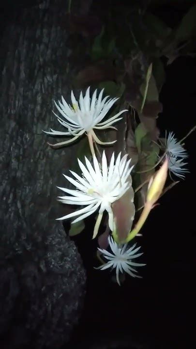 කලාතුරකින් පිපෙන කඩුපුල් මල් Youtube