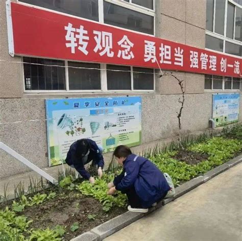 美化家园犄角旮旯种起来放心蔬菜吃起来 员工 菜园 厂区
