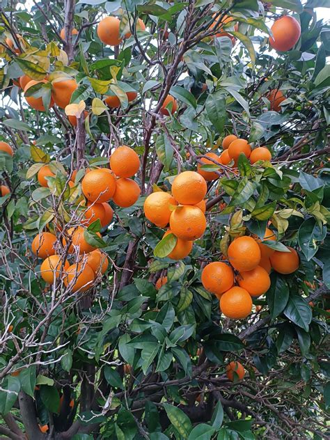 Червената Шапчица Added A New Photo Червената Шапчица