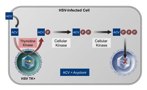 Core Concepts Herpes Simplex Virus Genital Pathogen Based Diseases National Std Curriculum