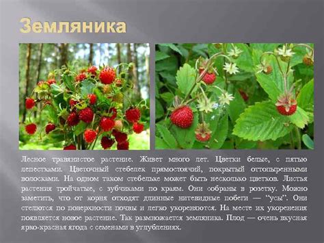 ТРАВЯНИСТЫЕ РАСТЕНИЯ ЛЕСА Китаев Даниил 2 а класс