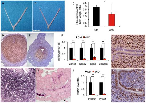 Alk2 Is Required During Uterine Stromal Decidualization Gross Download Scientific Diagram