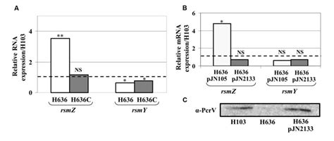 The Lack Of Oprf Led To Increase Rsmz But Not Rsmy Expression A Download Scientific Diagram