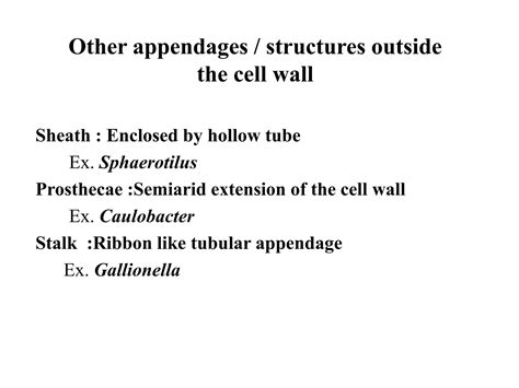Morphology Of Bacteria Ppt