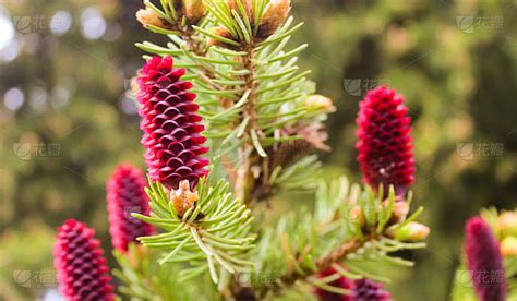 树上的红色球果