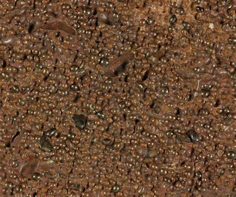 Oolite Sedimentary Rocks