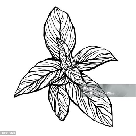 흰색 배경에 고립 된 바질의 잔가지 바질은 샐러드와 건강한 음식을 위한 맛있는 향기로운 녹색입니다 낙서 스타일의 손으로 그린 벡터 그림 건강한 식생활에 대한 스톡 벡터 아트