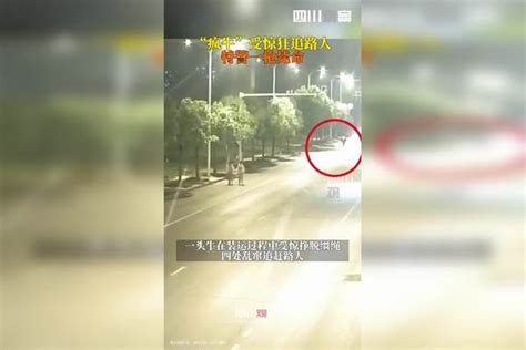 11月3日湖北襄阳疯牛乱窜追人特警一枪毙命化险为夷